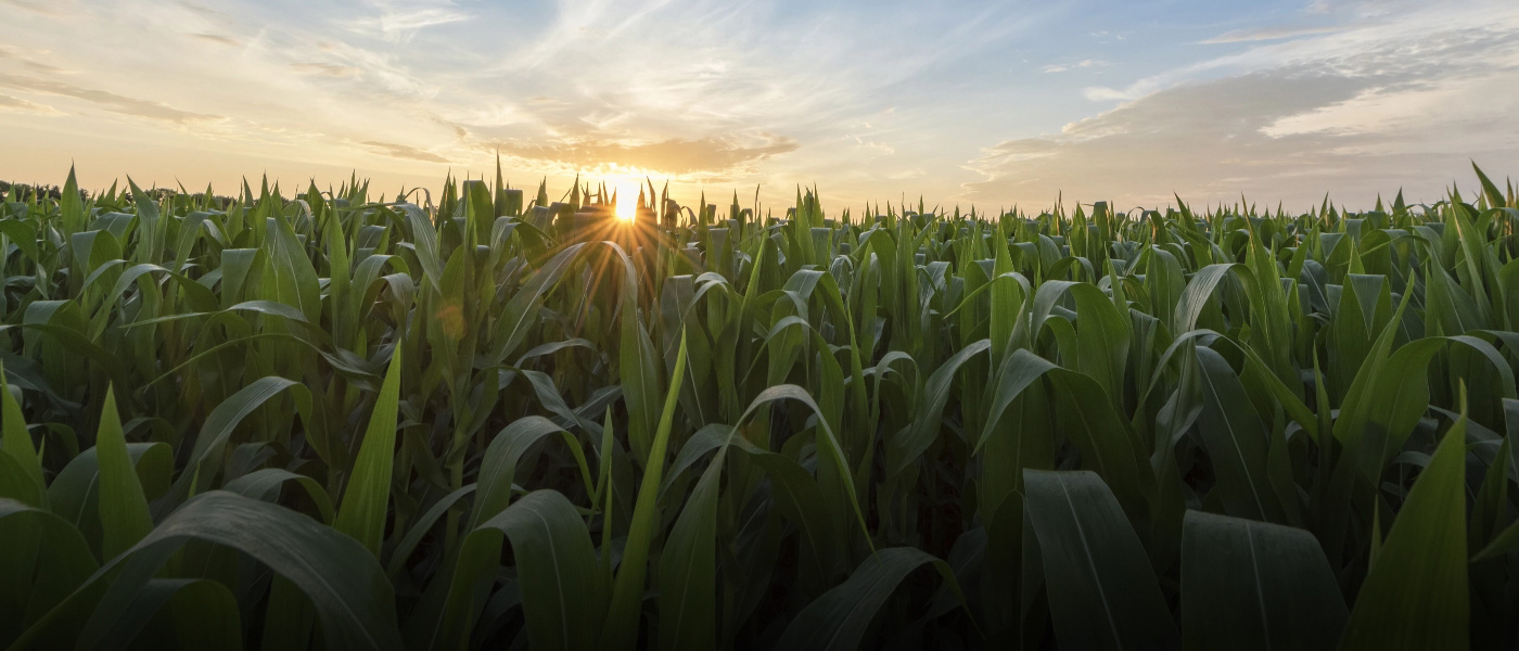Bayer Traits Canada | Canadian Corn, Soybean, Canola, and Speciality Traits